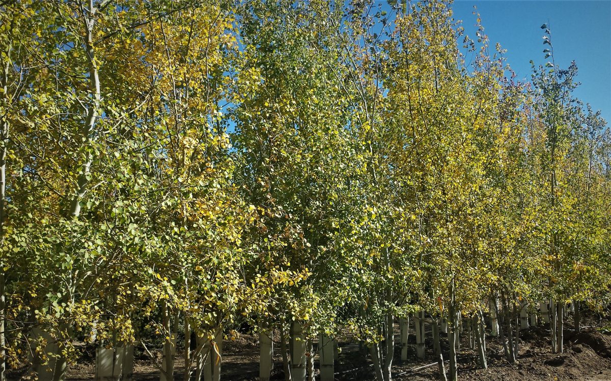Colorado Tree Nursery - Front Range Landscape & Nursery